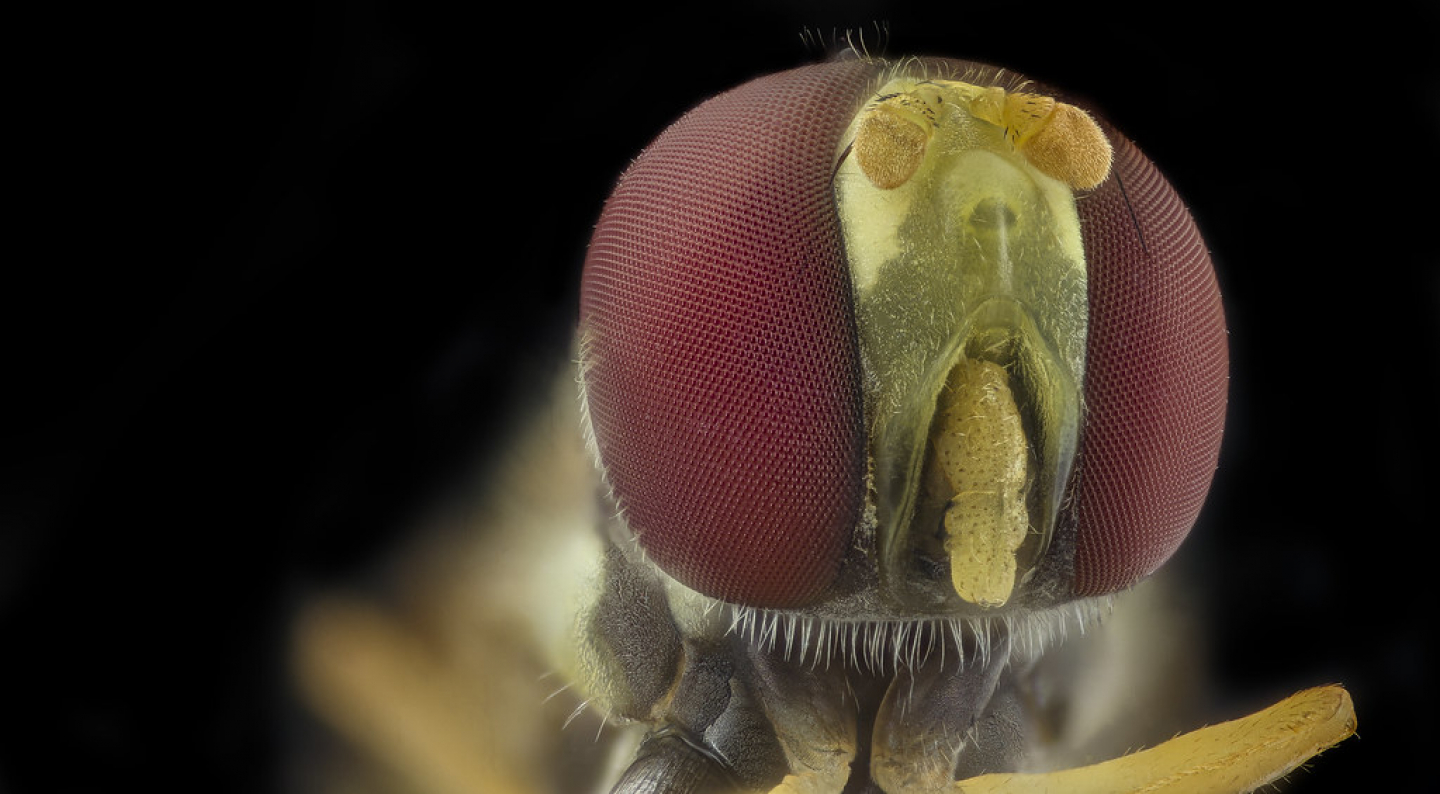 What an Insect Really Sees | RealClearScience