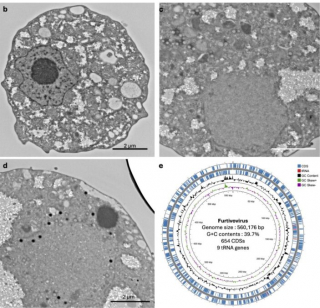 New Giant Virus Replicates in a Totally Unique Way | RealClearScience
